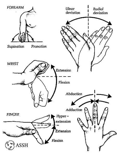 Rotation Anatomy Hand